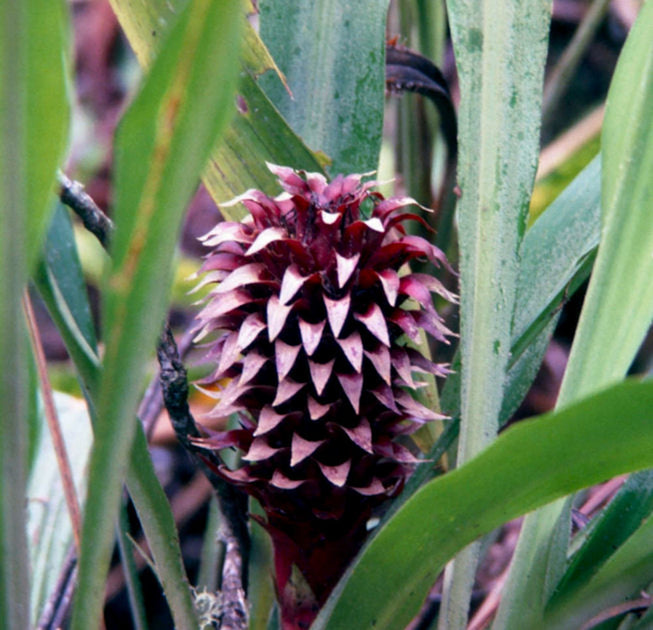 Pitcairnia funkiae – Tropiflora