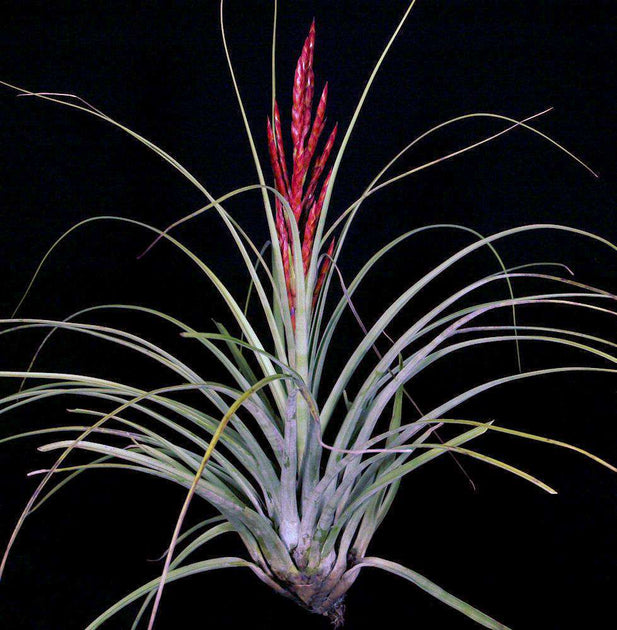 Tillandsia x smalliana 'Giant Form' – Tropiflora Tillandsia x smalliana 'Giant Form' – Tropiflora