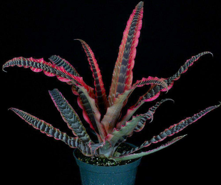 Cryptanthus 'Elaine' – Tropiflora