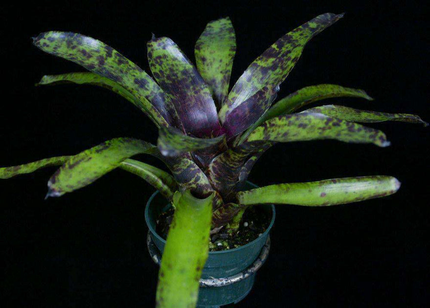Neoregelia 'Java Plum' – Tropiflora
