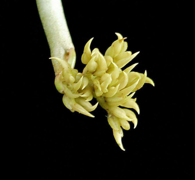 Decaryia madagascariensis – Tropiflora