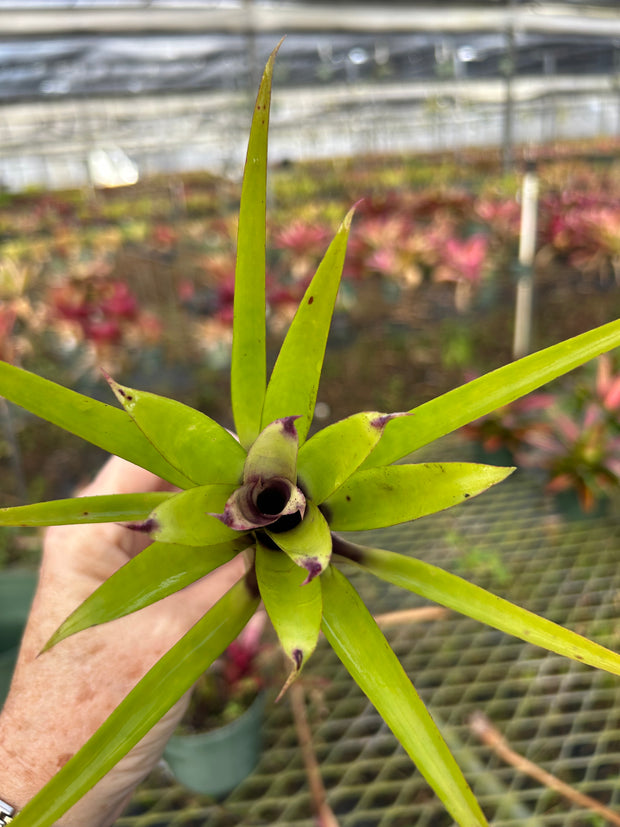Tropiflora - Bromeliads, Air Plant (Tillandsias) & exotic plants!
