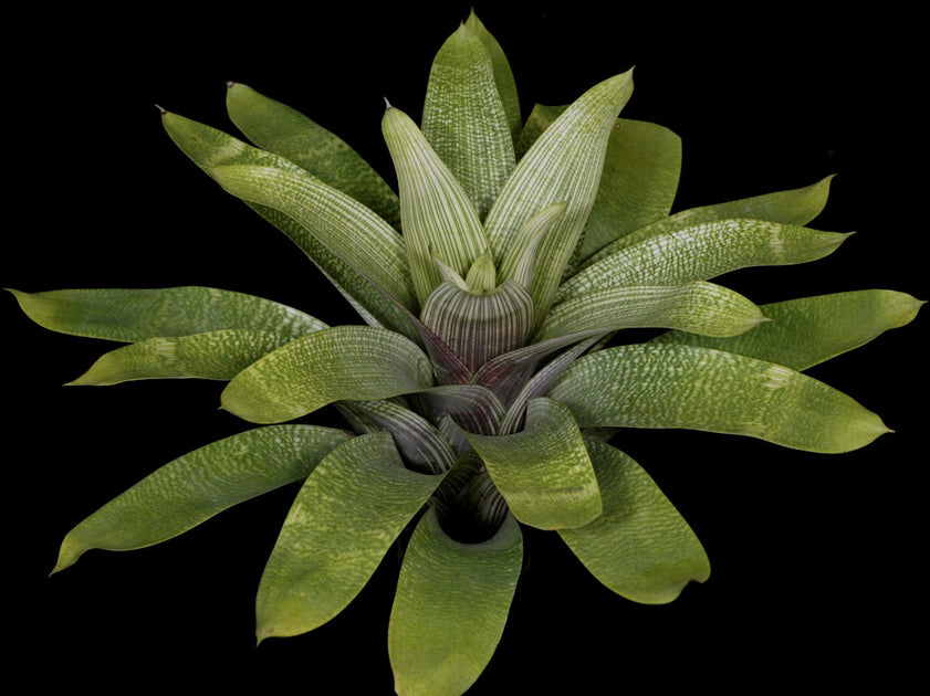 Vriesea gigantea – Tropiflora