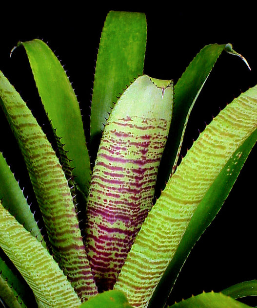 Aechmea 'Red Bands' – Tropiflora