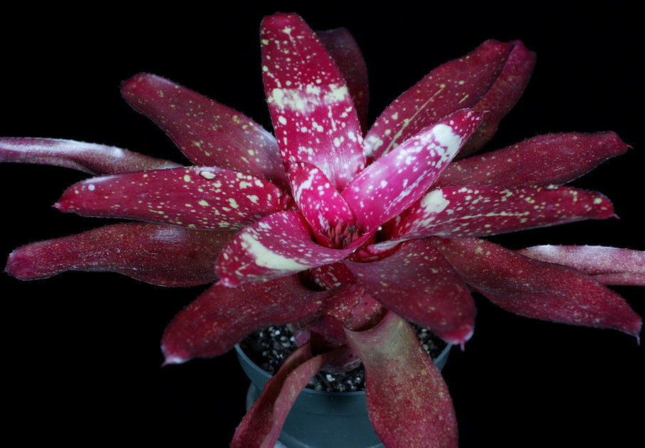 Neoregelia 'Piglet' – Tropiflora