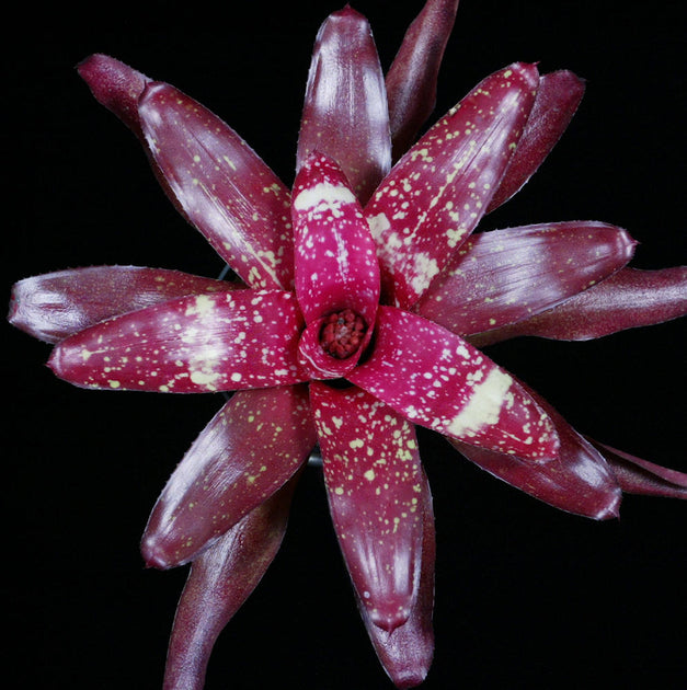 Neoregelia 'Piglet' – Tropiflora