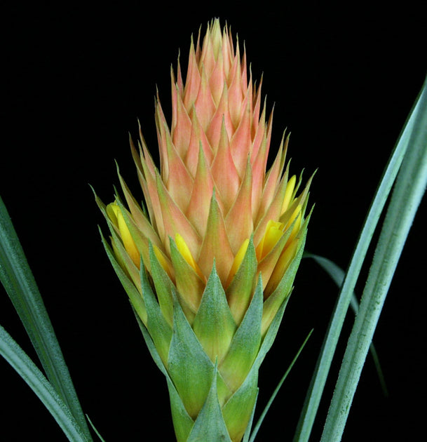 Pitcairnia brittoniana – Tropiflora