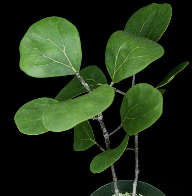 Ficus deltoidea 'Large Leaf Form' – Tropiflora