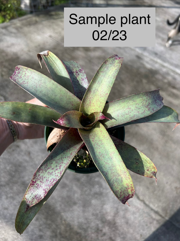 BROMELIADS – Tropiflora