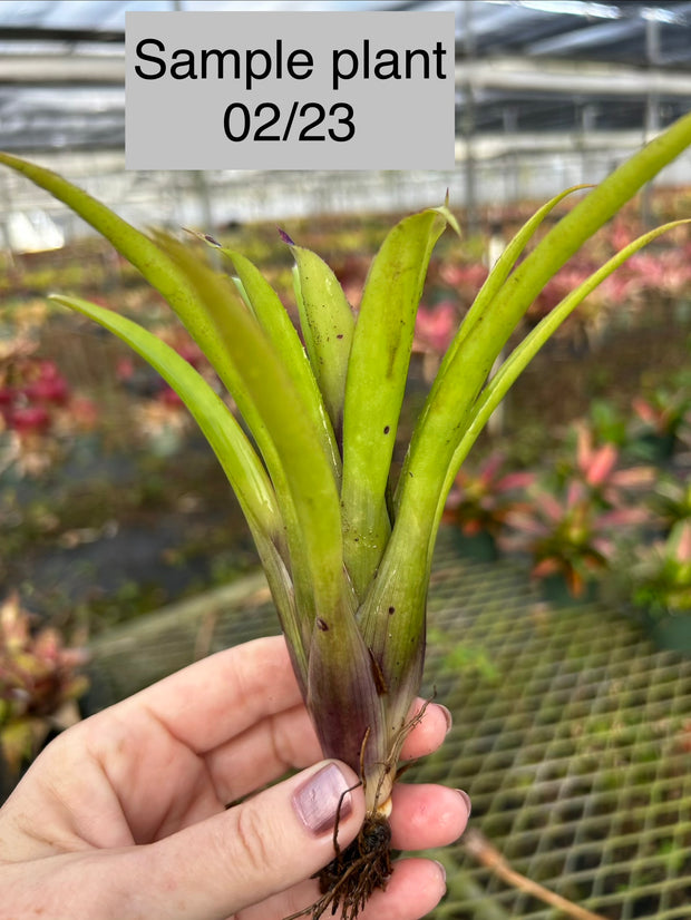 Tropiflora - Bromeliads, Air Plant (Tillandsias) & exotic plants!