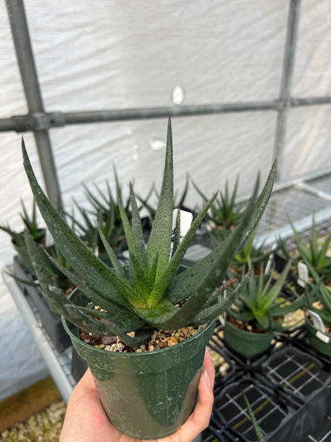 Gasteraloe 'Midnight' – Tropiflora