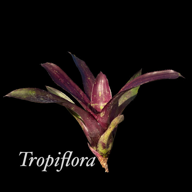 Neoregelia 'Grapes of Wrath' – Tropiflora