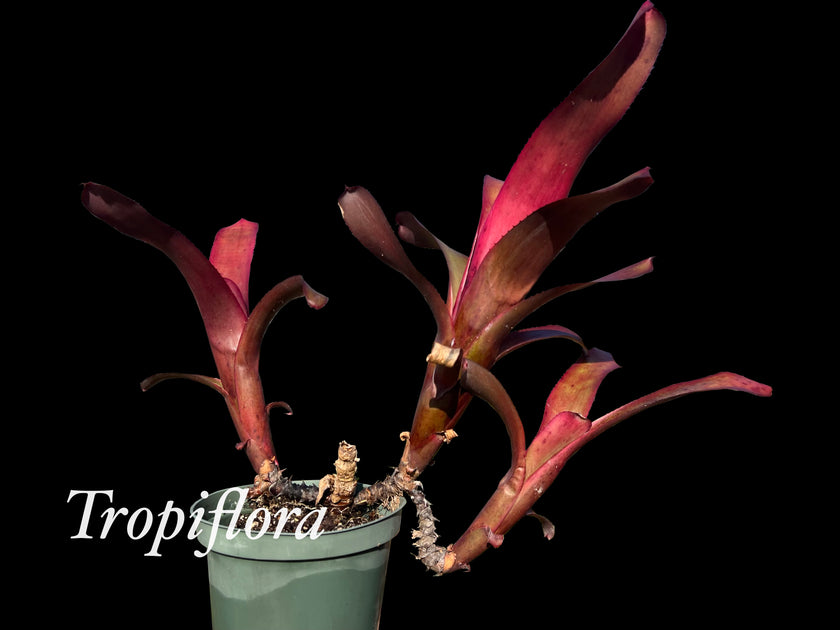 Aechmea nudicaulis 'Cherry Bomb' – Tropiflora