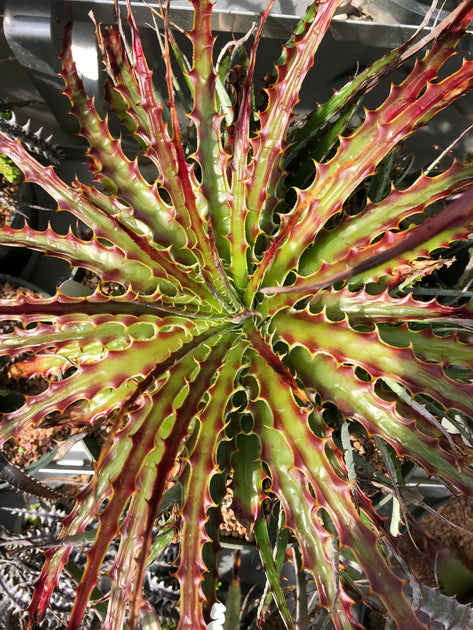 Hechtia glomerata (former texensis) – Tropiflora