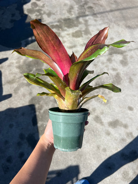Nidularium 'Casimir Marobe' – Tropiflora