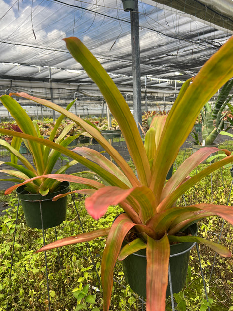 Aechmea 'Sudi' – Tropiflora