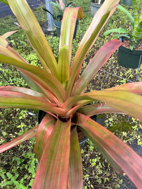 Aechmea 'Sudi' – Tropiflora