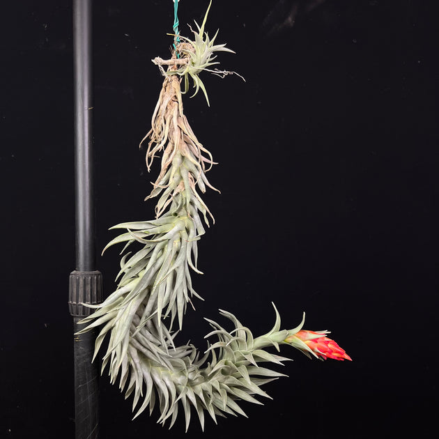 Tillandsia iglari (formerly known as edithae 'Green Form') – Tropiflora
