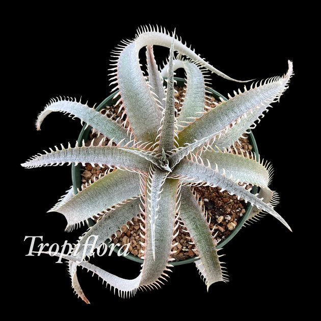 Dyckia delicata x 'T-Rex' – Tropiflora