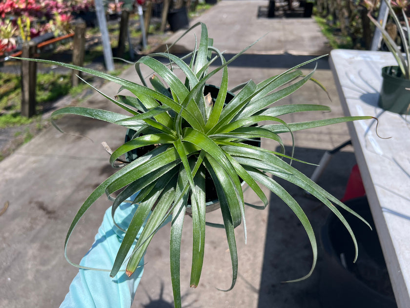 Hechtia rosea x caerulea – Tropiflora