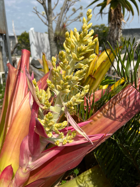 x Androlaechmea 'Dean' – Tropiflora