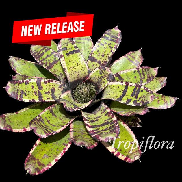 BROMELIADS – Page 5 – Tropiflora
