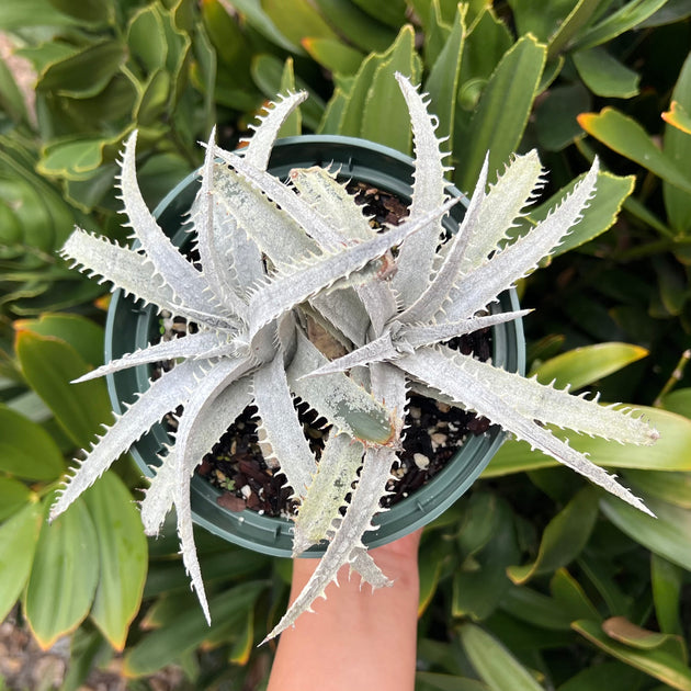 Dyckia delicata 'Gold Form' x 'T-Rex' – Tropiflora