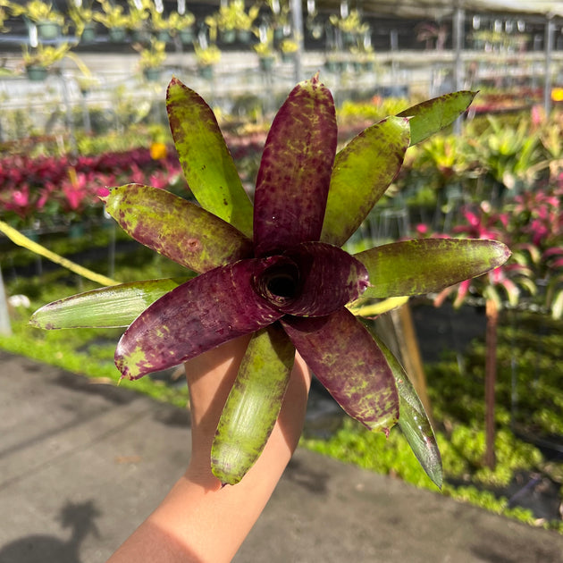 Neoregelia 'Blueberry Smoothie' – Tropiflora