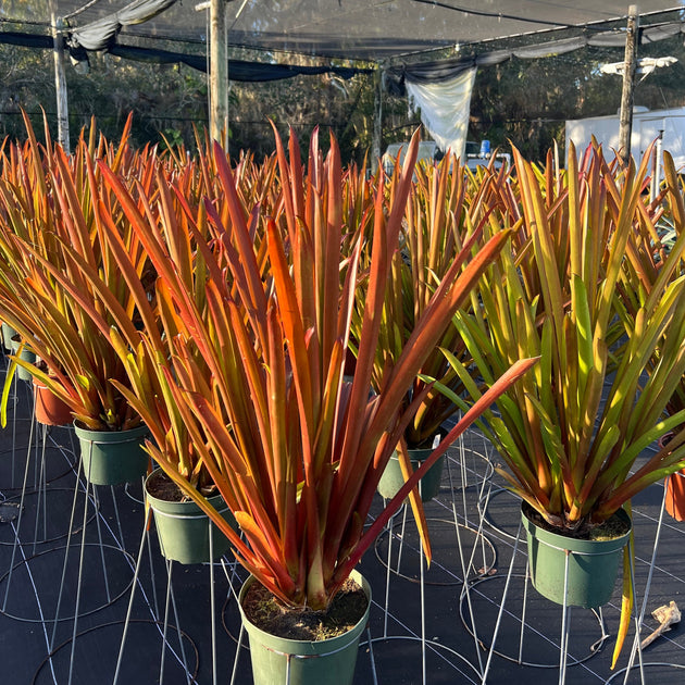 Aechmea 'Red Candles' – Tropiflora