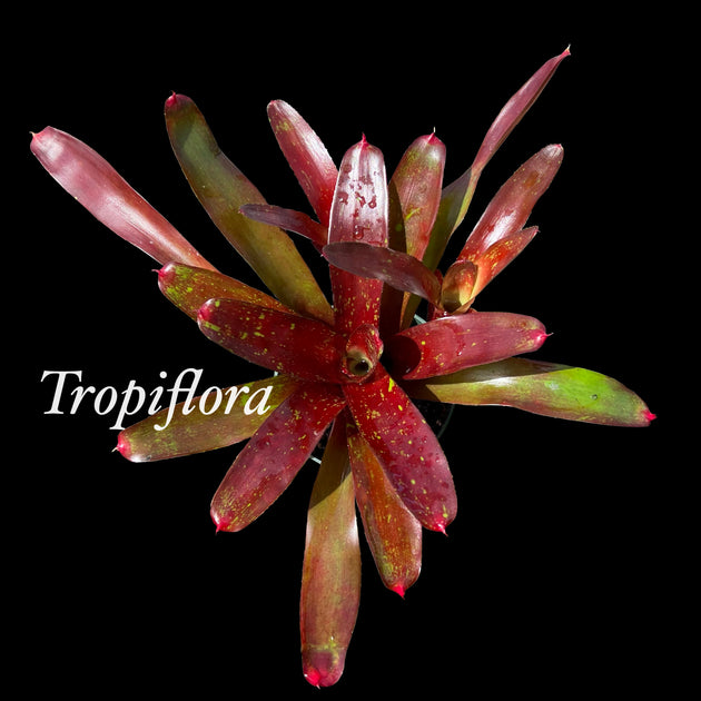 Neoregelia 'Fire Jewel' – Tropiflora