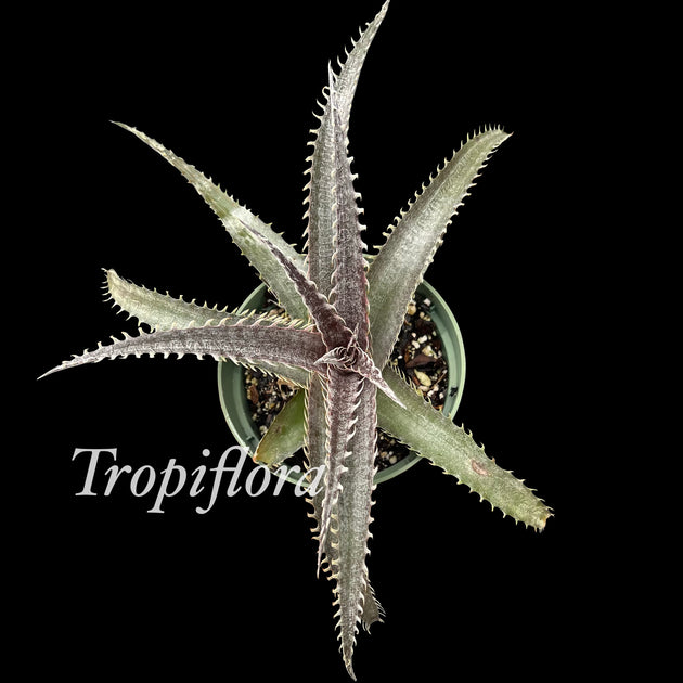 Dyckia 'T-Rex' x 'Heaven and Hell' – Tropiflora
