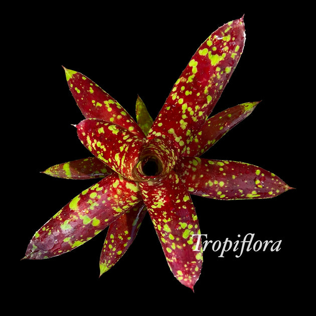 Neoregelia 'Full Circle' – Tropiflora