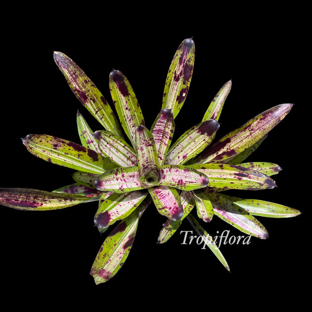 Neoregelia 'Blueberry Crisp' – Tropiflora