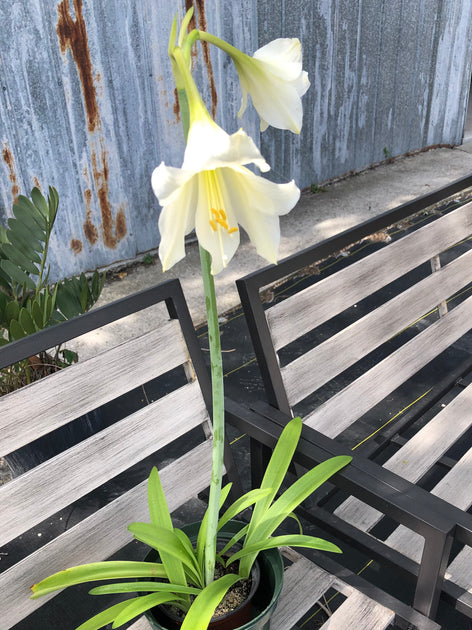 Hippeastrum elegans SEL2006-0021 – Tropiflora