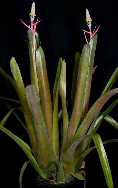 Aechmea bromeliifolia 'Rubra' – Tropiflora