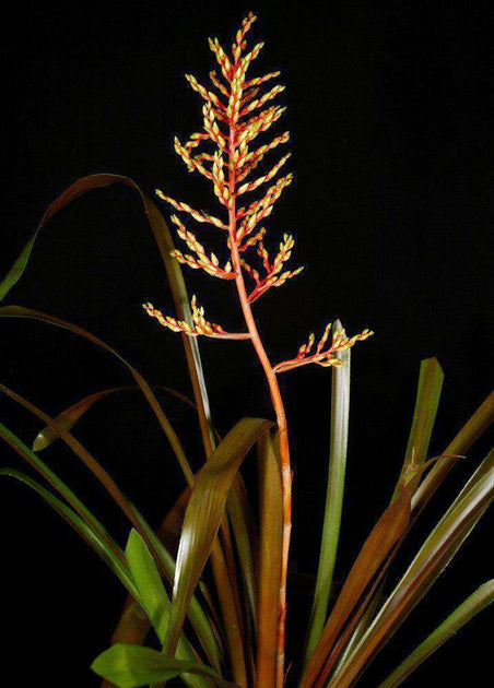Aechmea 'Valencia' – Tropiflora