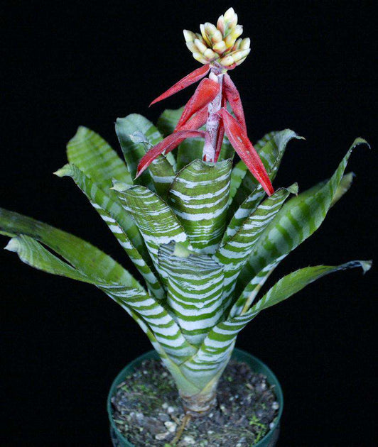 Aechmea chantinii 'Dwarf Form' – Tropiflora