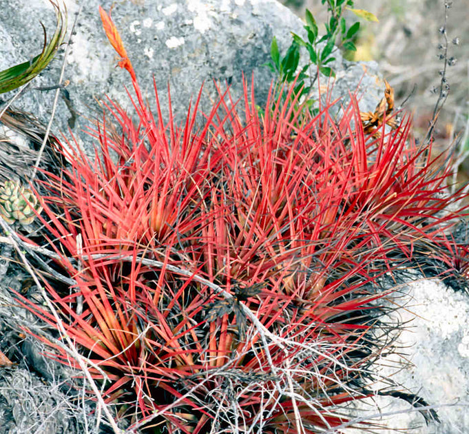 Tillandsia rodrigueziana lithophytic form – Tropiflora