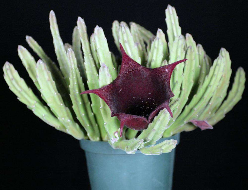 Stapelia leendertziae 'Burgundy Bells' – Tropiflora