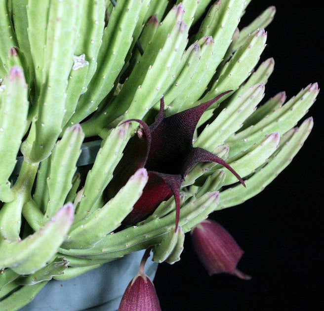 Stapelia leendertziae 'Burgundy Bells' – Tropiflora