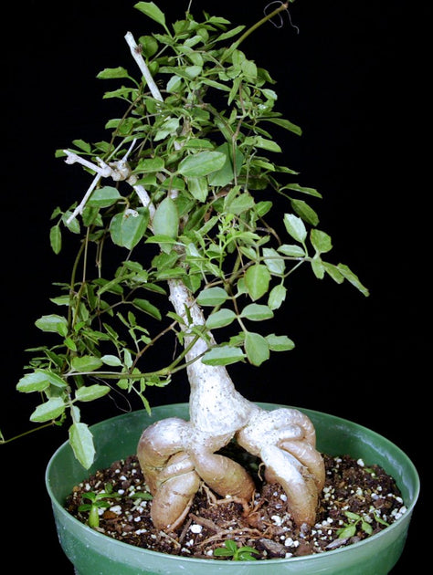 Cyphostemma elephantopus – Tropiflora