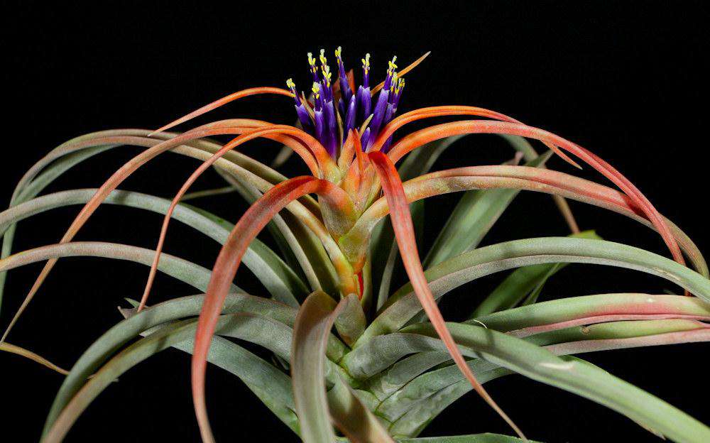 Tillandsia capitata 'Peach' – Tropiflora