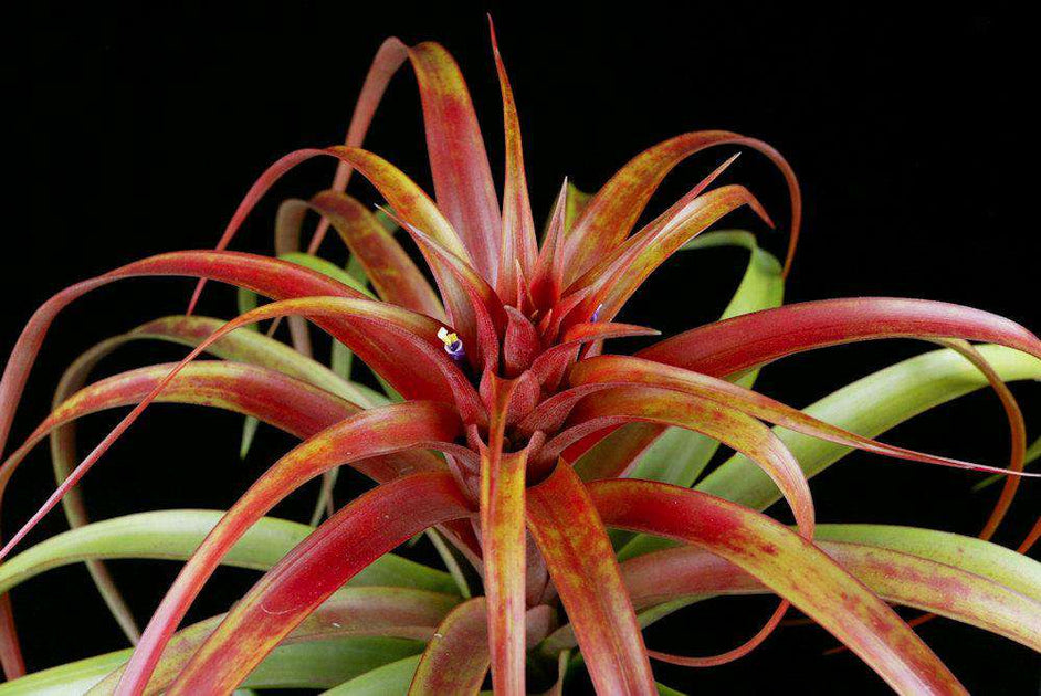 Tillandsia capitata 'Red' – Tropiflora