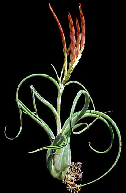 Tillandsia Species – Tropiflora