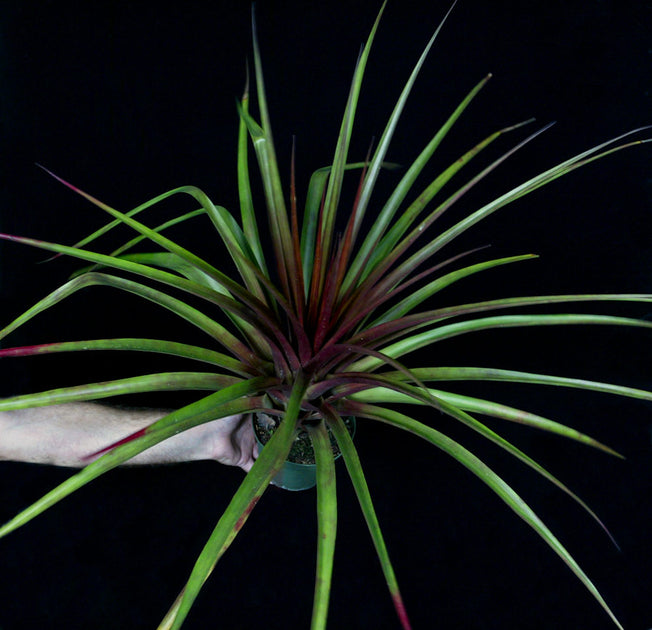 x Wallfussia 'Creation' (formerly Tillandsia) – Tropiflora