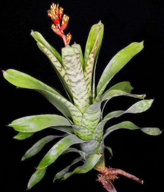 Aechmea 'Bert' – Tropiflora