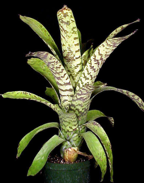 Aechmea 'Bert' – Tropiflora