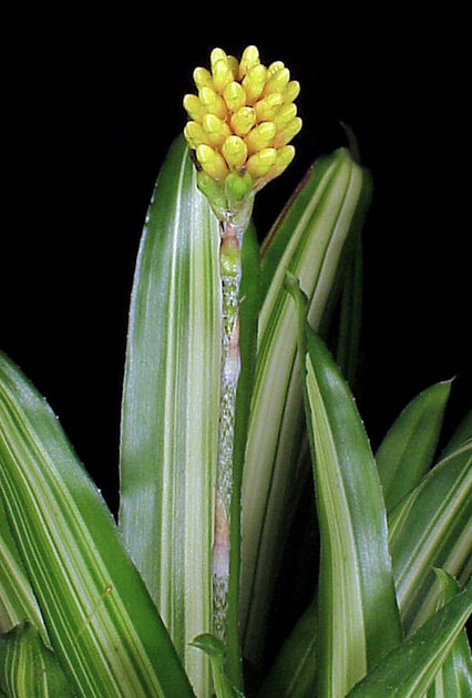 Aechmea calyculata 'Alaya' – Tropiflora