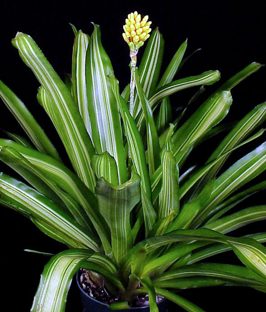 Aechmea calyculata 'Alaya' – Tropiflora