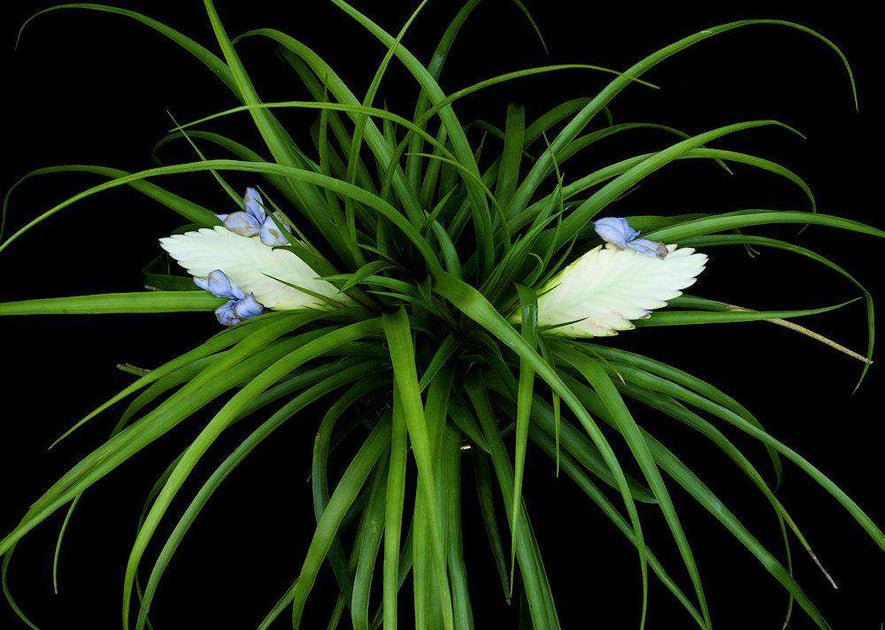 Wallisia pretiosa (formerly Tillandsia) – Tropiflora